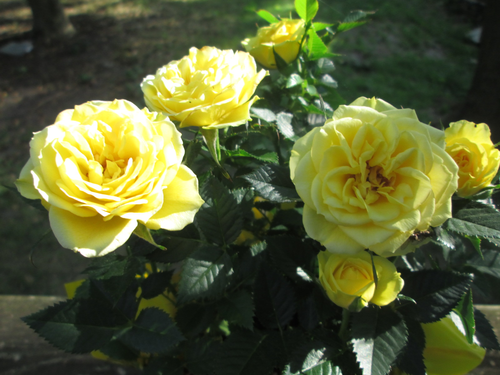 Poem: Small Miracles – Writing Through the Soul