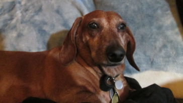 Flash Fiction: Fred: The Only True Guide to Heaven – Writing Through ...