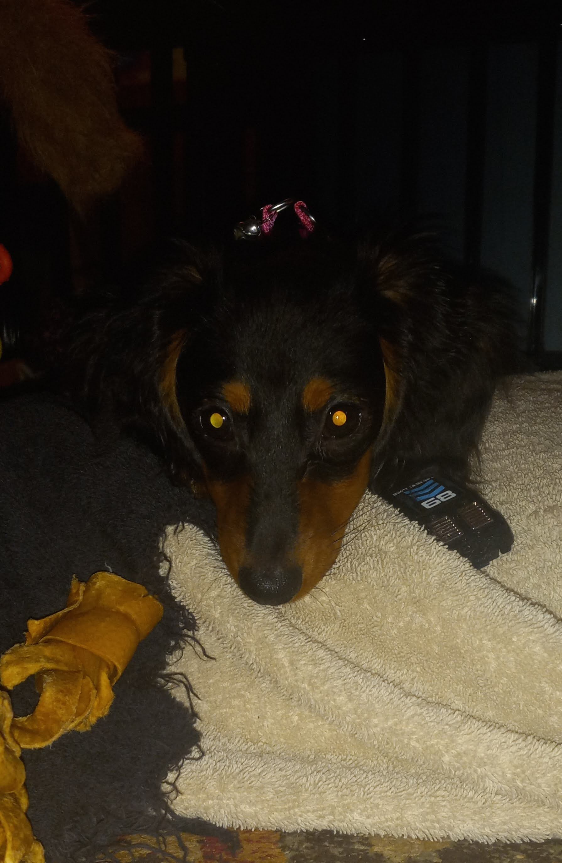 Poem: My Shadow has Paws and a Tail – Writing Through the Soul