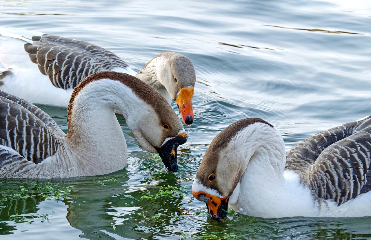 Meanings of Geese in Dreams – Writing Through the Soul